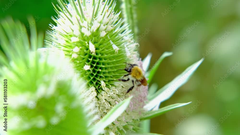 winged single insect with wings, bee carpenter purple, Xylocopa ...