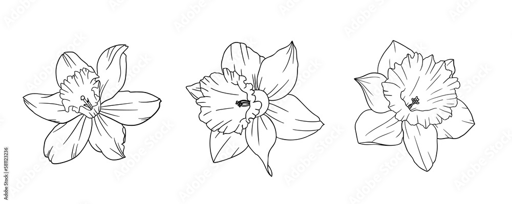 Set of Daffodil illustration, Isolated, hand drawn sketch of a ...