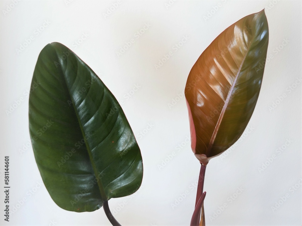 Philodendron Imperial Red Vs Rojo Congo