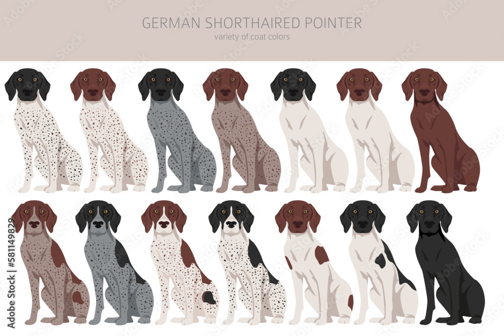 German shorthaired pointer clipart. Different poses, coat colors set ...