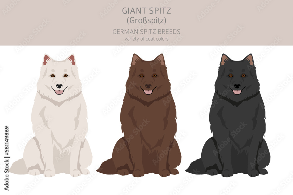 German spitz, Giant spitz clipart. Different poses, coat colors set ...