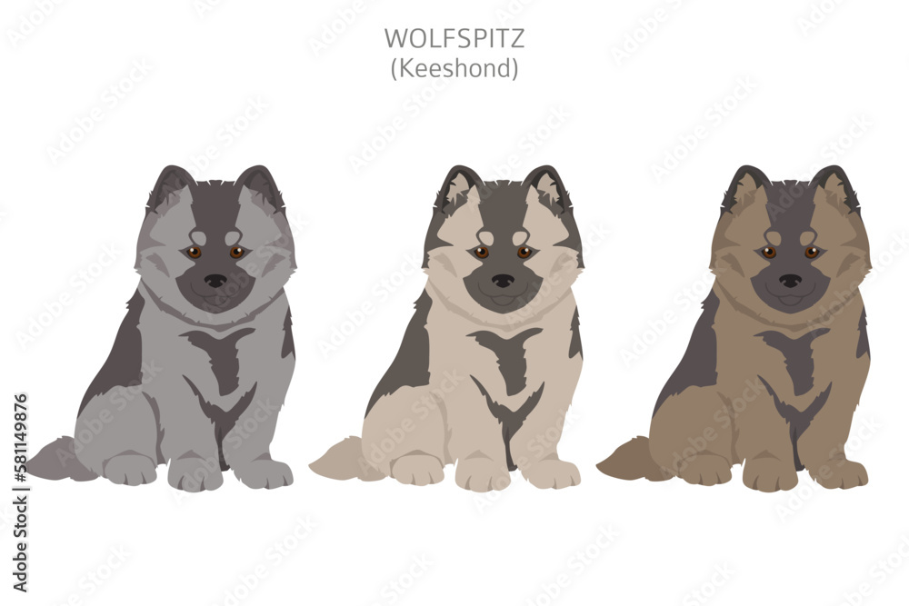 German spitz, Wolfspitz clipart. Different poses, coat colors set Stock ...