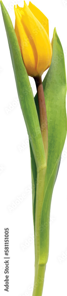 Tulip flower vector isolated on transparent background. Vector tulip ...