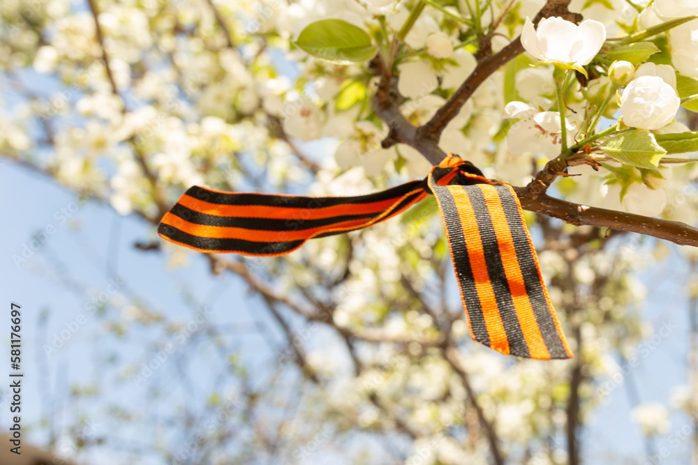 May 9 holiday. ribbon of St.George and cherry flowers, natural spring ...