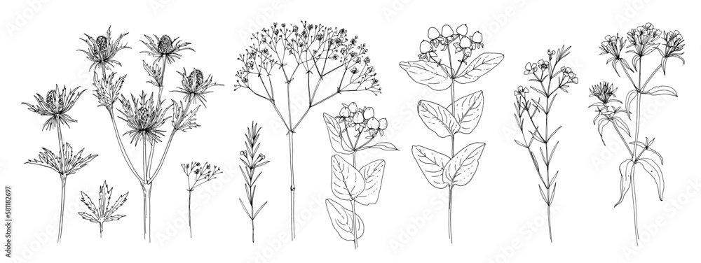 Flowers vector line drawing. Eryngium flower drawn by a black line on a ...