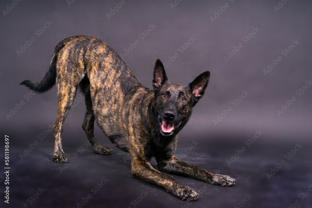Dutch shepherd on black background studio posing portrait Stock Photo ...