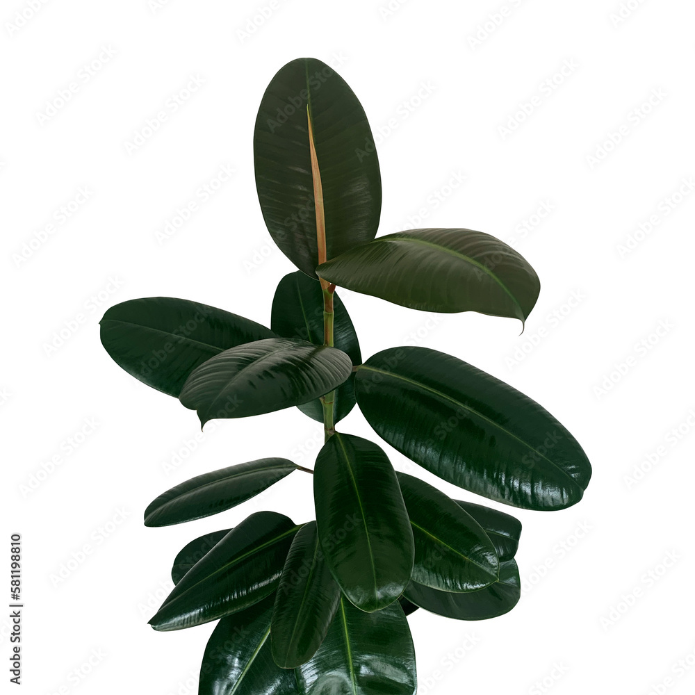 Foto de Rubber fig or rubber tree plant (Ficus elastica) with shiny ...
