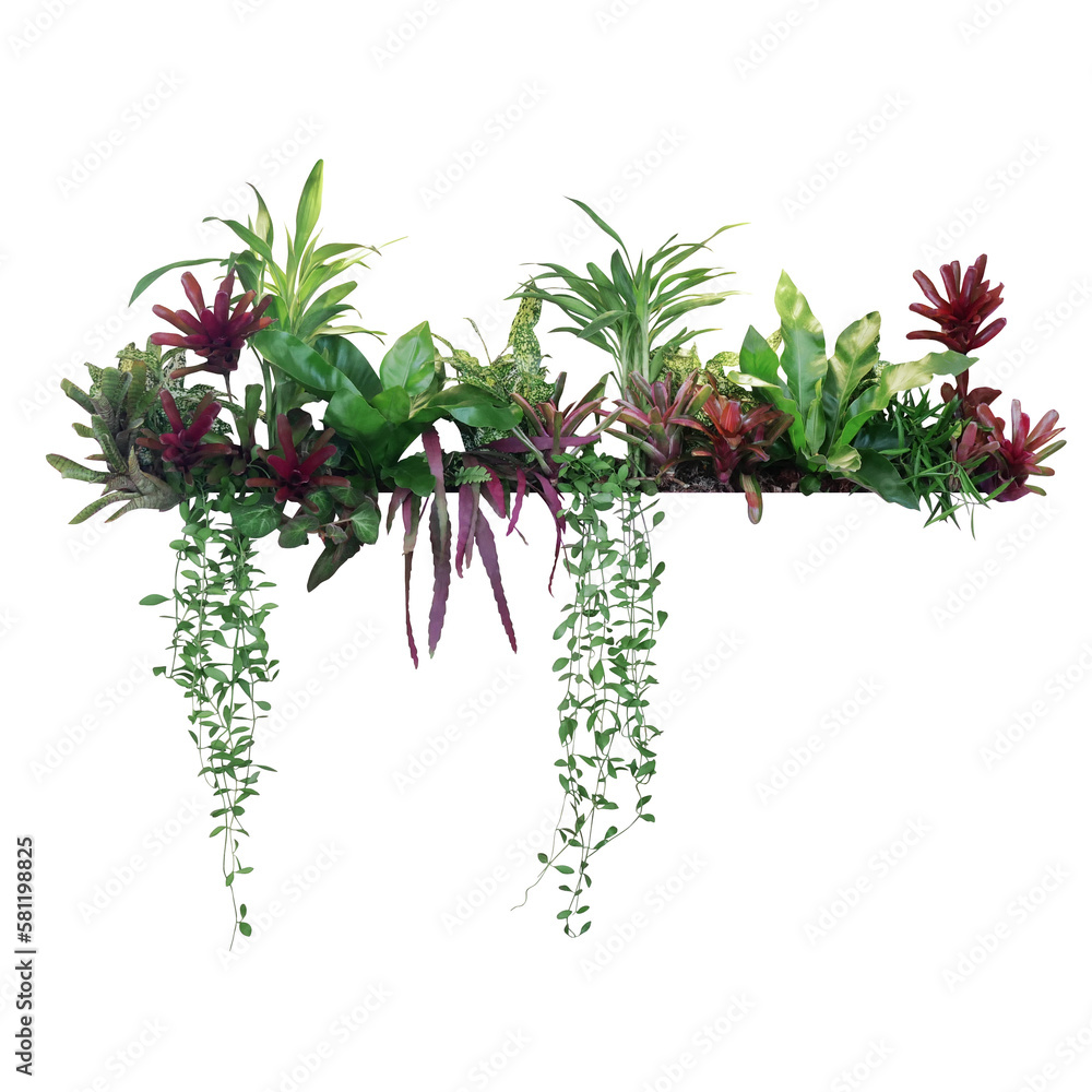 Tropical plants bush decor (hanging Dischidia, Bromeliad, Dracaena ...