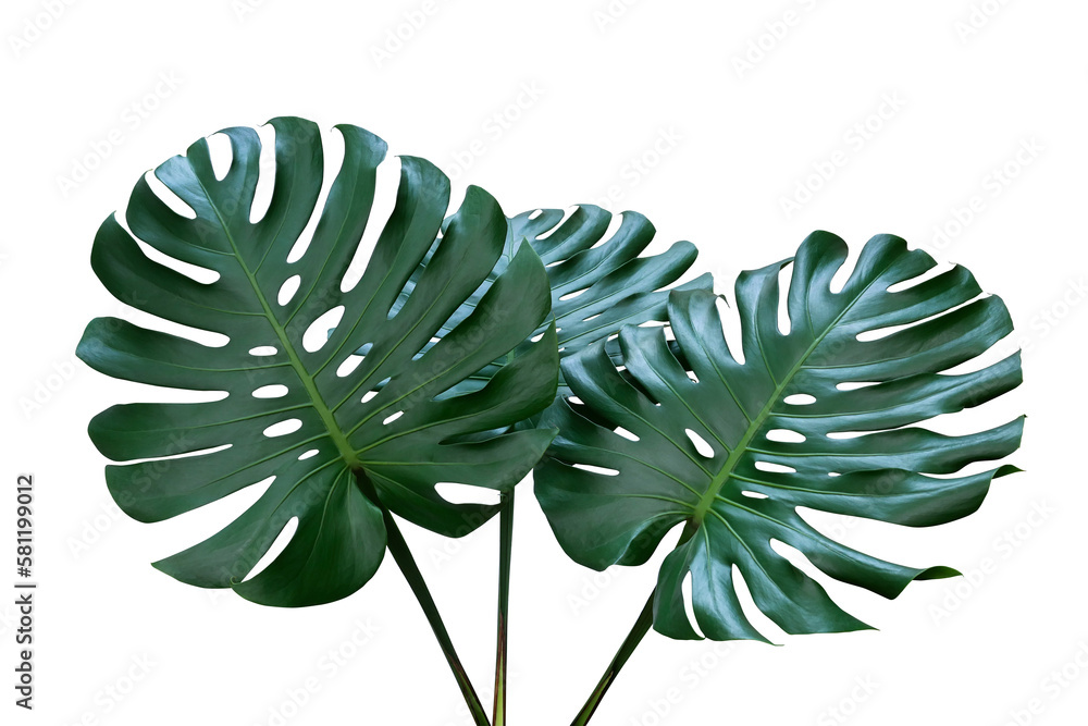 Dark green leaves of monstera or split-leaf philodendron (Monstera ...