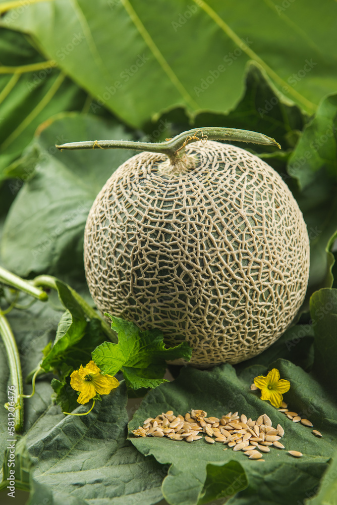 Big ripe Honeydew melon and Japanese melon on leaf wood table in farm ...