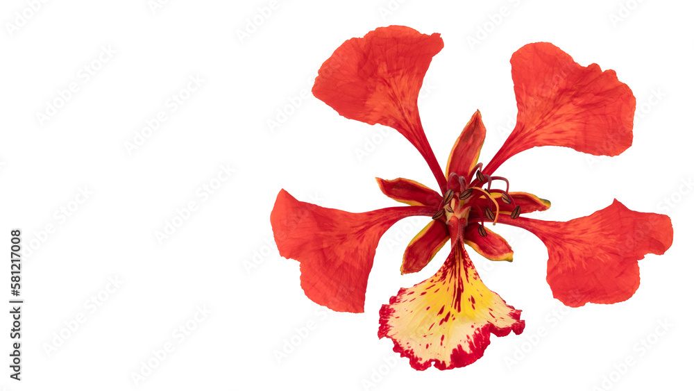 Poinciana regia or Delonix regia flowers isolated from background. The ...