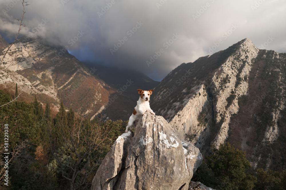 dog on a stone at mountains. Hiking with a Pet. Jack Russell Terrier in ...