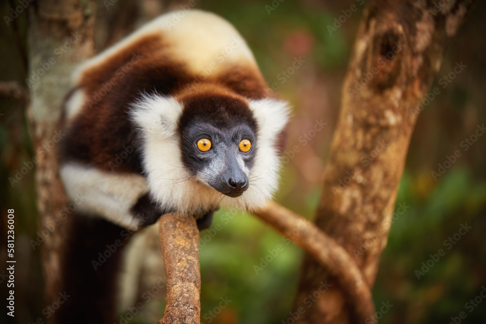 Portrait of cute lemur: Black-and-white ruffed lemur, Varecia variegata ...
