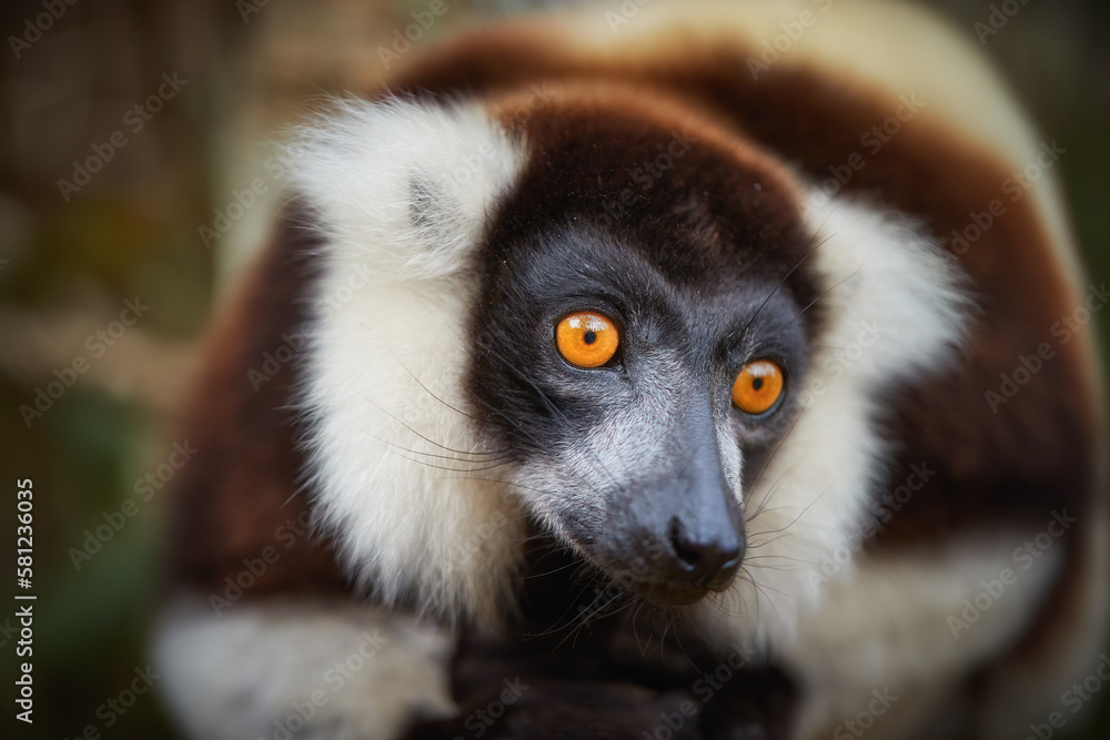 Portrait of cute lemur: Black-and-white ruffed lemur, Varecia variegata ...