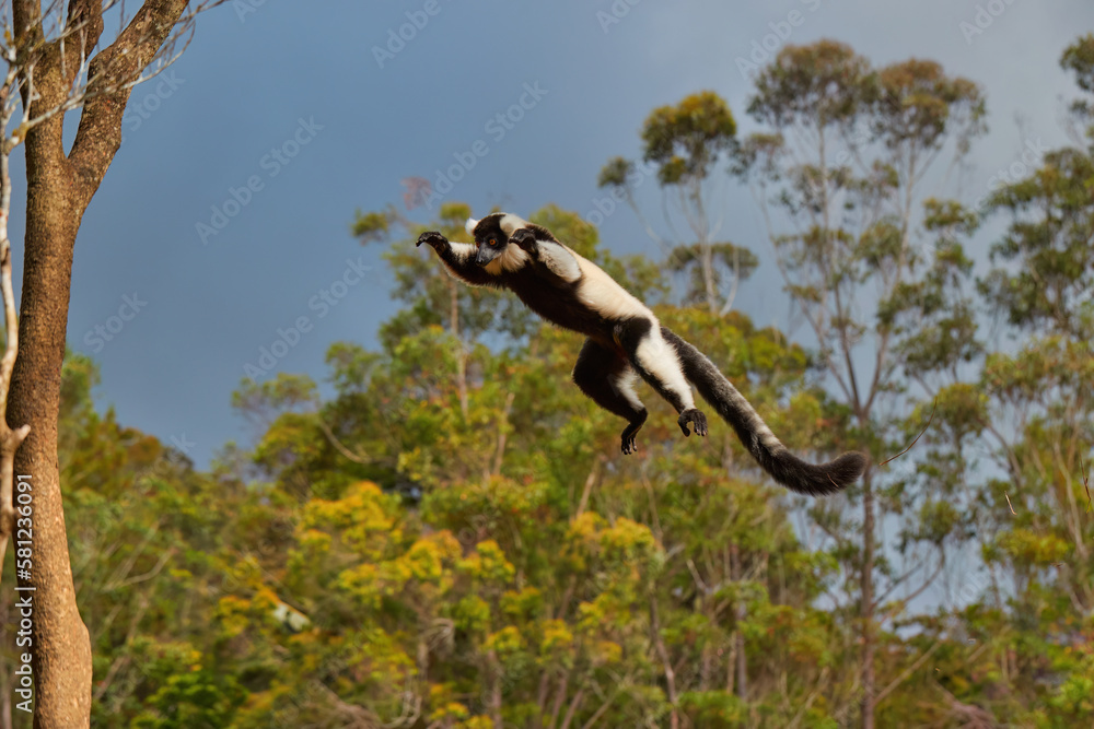 Jumping lemurs: Black-and-white ruffed lemur, Varecia variegata. Lemur ...