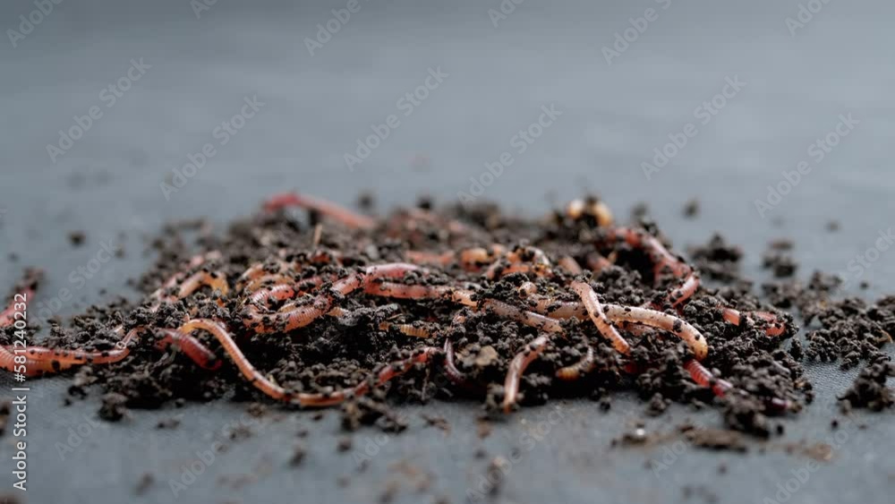 Close up Crawling Red Earthworms in Black Soil Isolated on Black ...