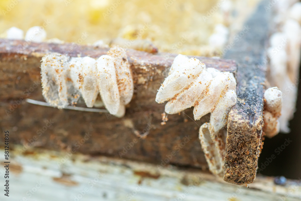 Fully-grown larvae form cocoons in comb debris, attached to frame or ...