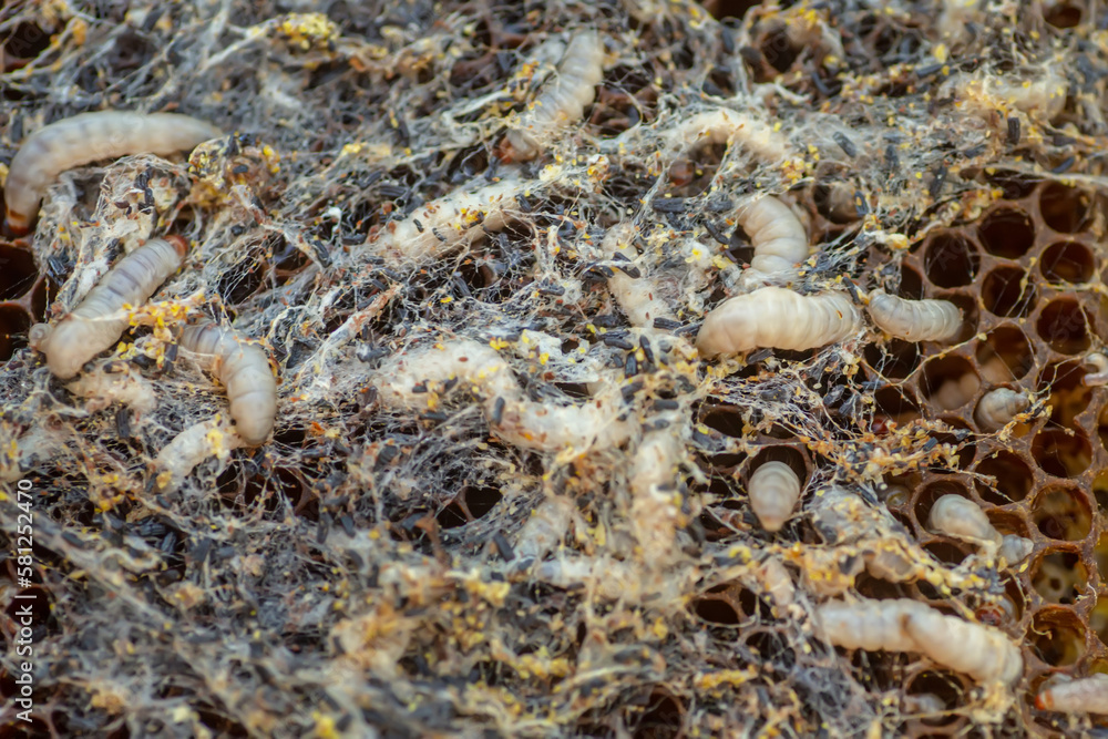 Waxworms, caterpillar larvae of wax moths, on damaged beeswax, frame ...