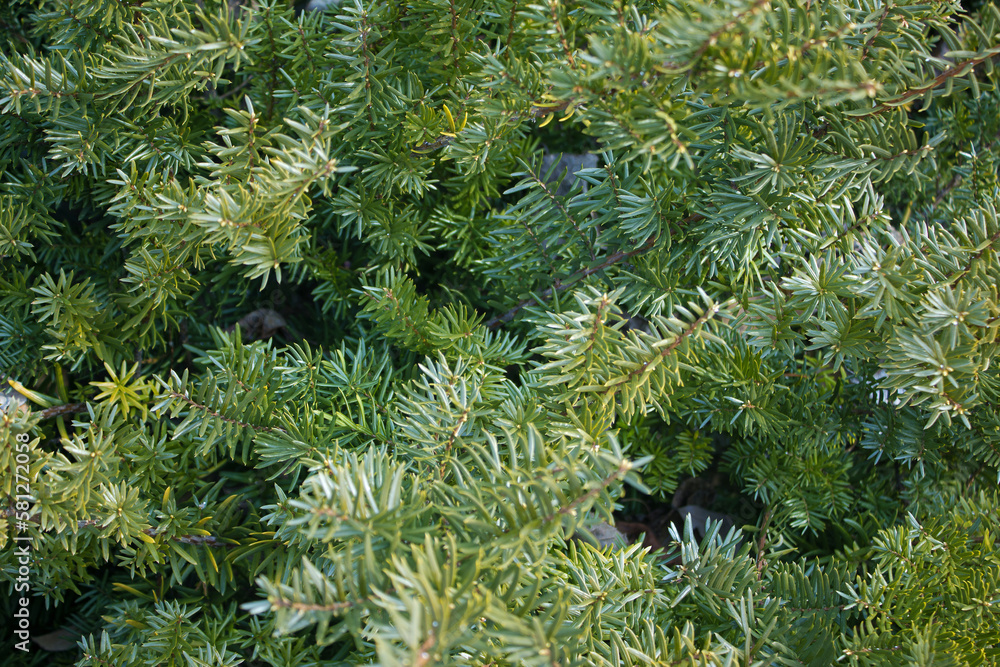 Taxus baccata close up. Green branches of yew tree(Taxus baccata ...