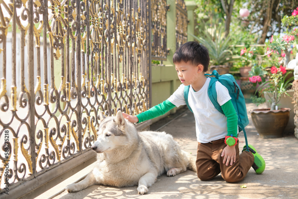 Cute little Asian 4 year old kindergarten boy child playing and patting with his Siberian husky ...