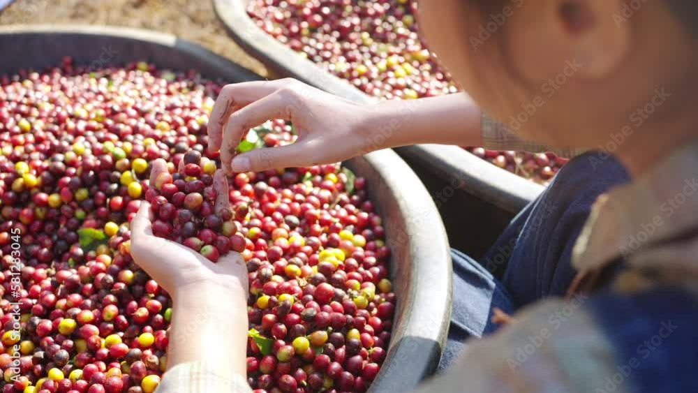 4K Asian woman farmer sorting ripe cherry Arabica coffee berries beans ...