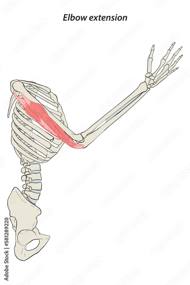 Medical illustration of Elbow extension arm muscle, side view of arm ...