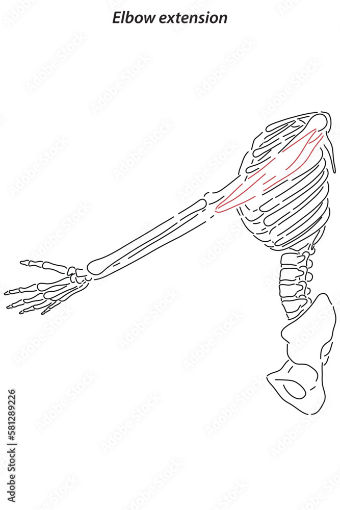 Medical illustration of Elbow extension arm muscle, side view of arm ...
