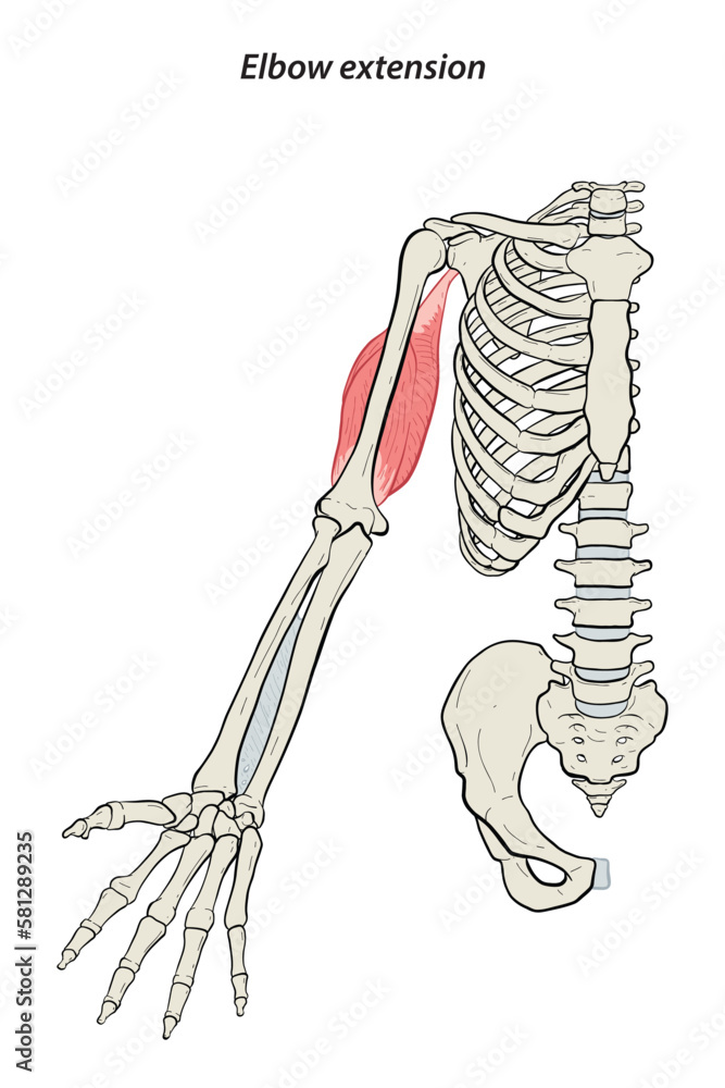 Medical illustration of Elbow extension arm muscle, side view of arm ...