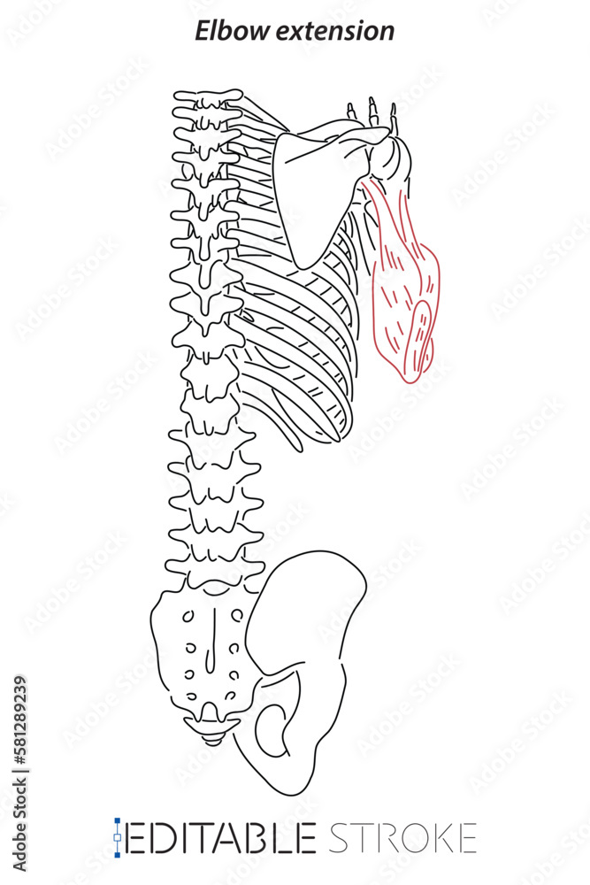 Medical illustration of Elbow extension arm muscle, side view of arm ...