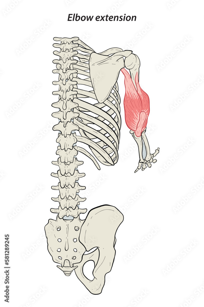 Medical illustration of Elbow extension arm muscle, side view of arm ...