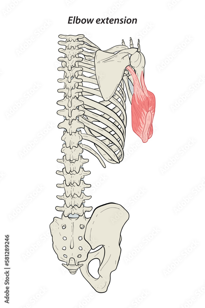 Medical illustration of Elbow extension arm muscle, side view of arm ...