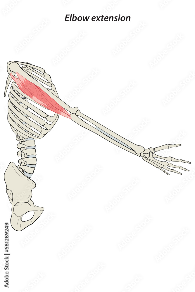 Medical illustration of Elbow extension arm muscle, side view of arm ...