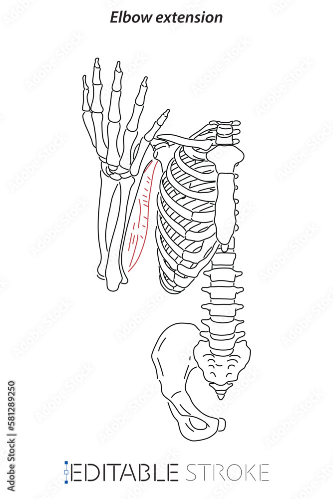Medical illustration of Elbow extension arm muscle, side view of arm ...