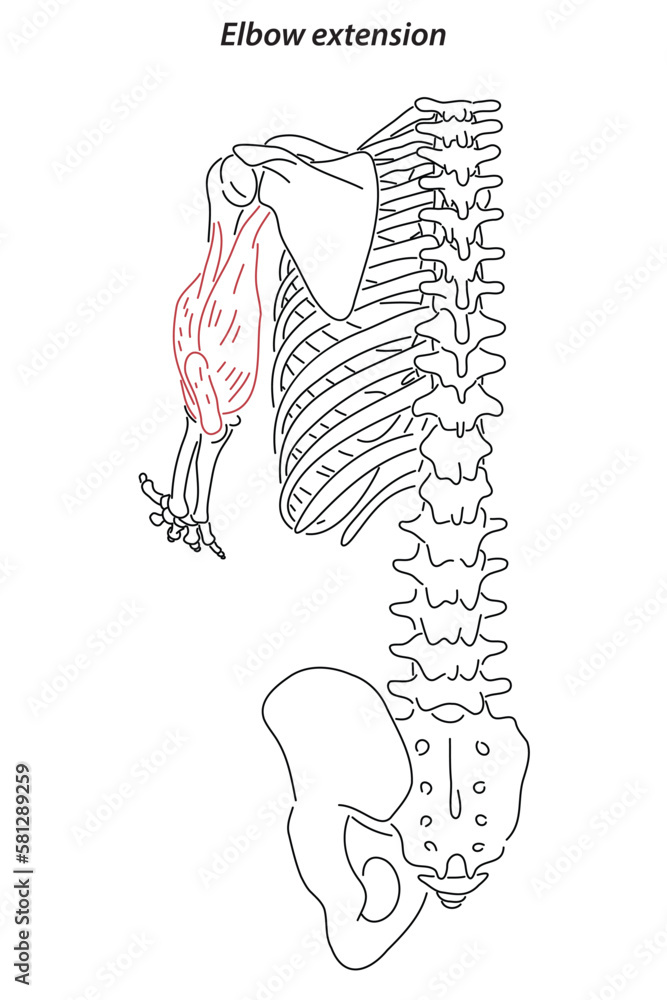 Medical illustration of Elbow extension arm muscle, side view of arm ...