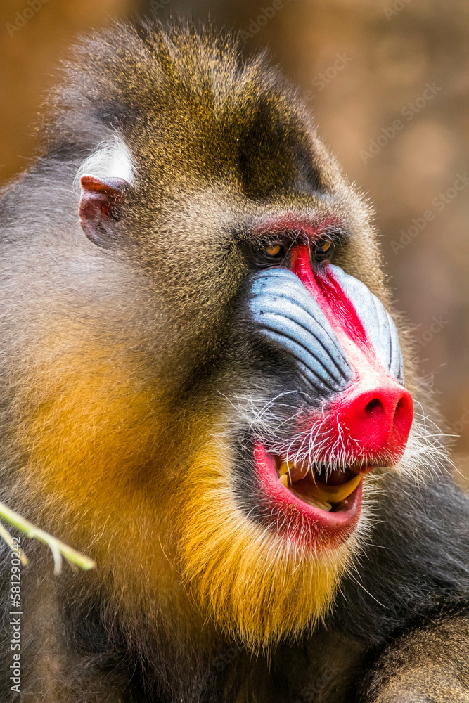 The mandrill (Mandrillus sphinx) are the wolrd's largest monkeys. They ...