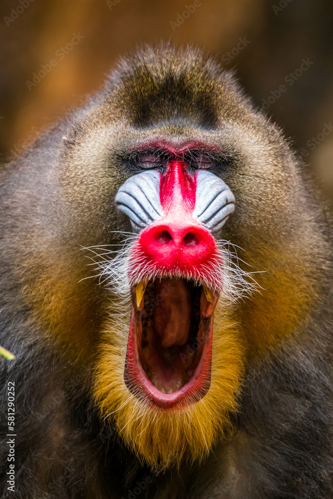 The mandrill (Mandrillus sphinx) are the wolrd's largest monkeys. They ...