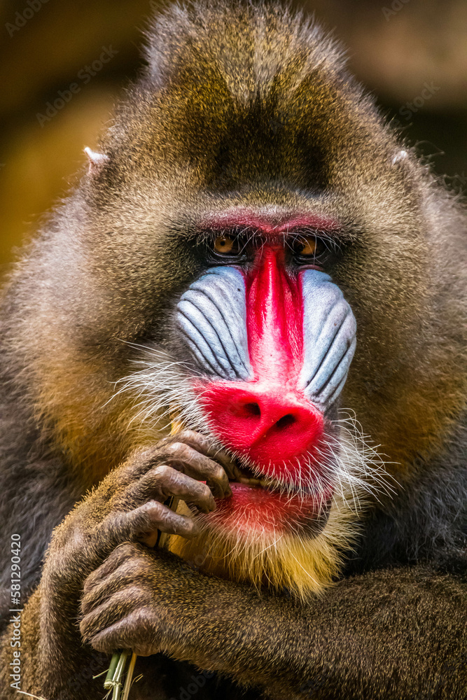 The mandrill (Mandrillus sphinx) are the wolrd's largest monkeys. They ...