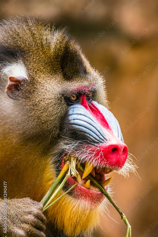 The mandrill (Mandrillus sphinx) are the wolrd's largest monkeys. They ...