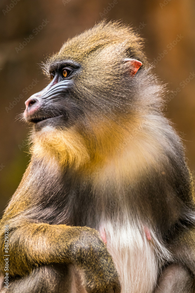 The mandrill (Mandrillus sphinx) is a large Old World monkey native to ...