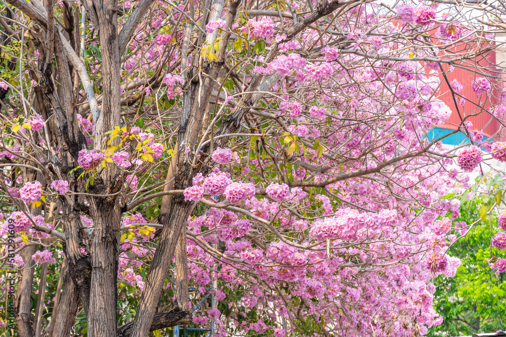Beautiful Tabebuia rosea trees or Pink trumpet trees are in bloom along ...