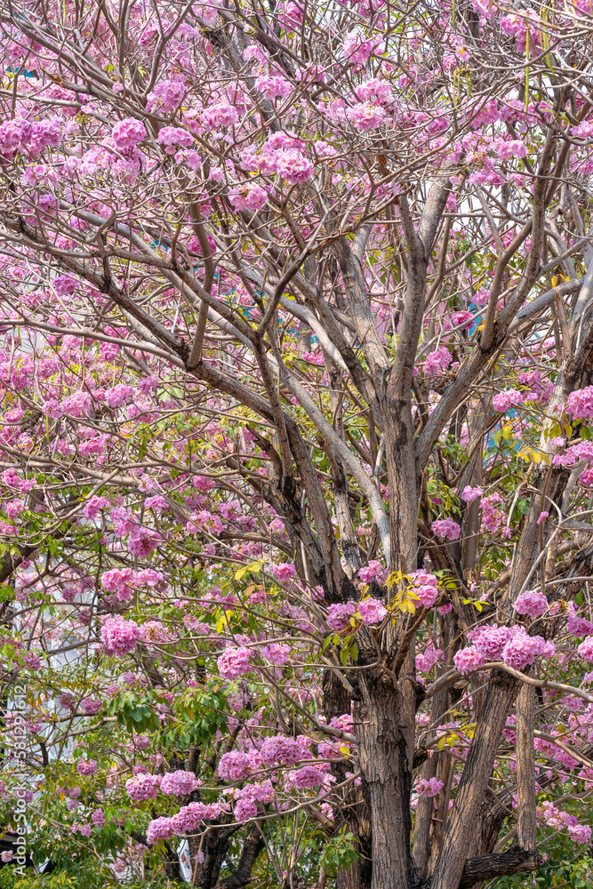 Beautiful Tabebuia rosea trees or Pink trumpet trees are in bloom along ...