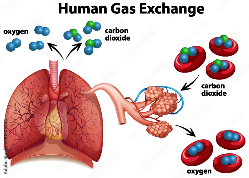 Human Gas Exchange Diagram Vector Stock Vector | Adobe Stock
