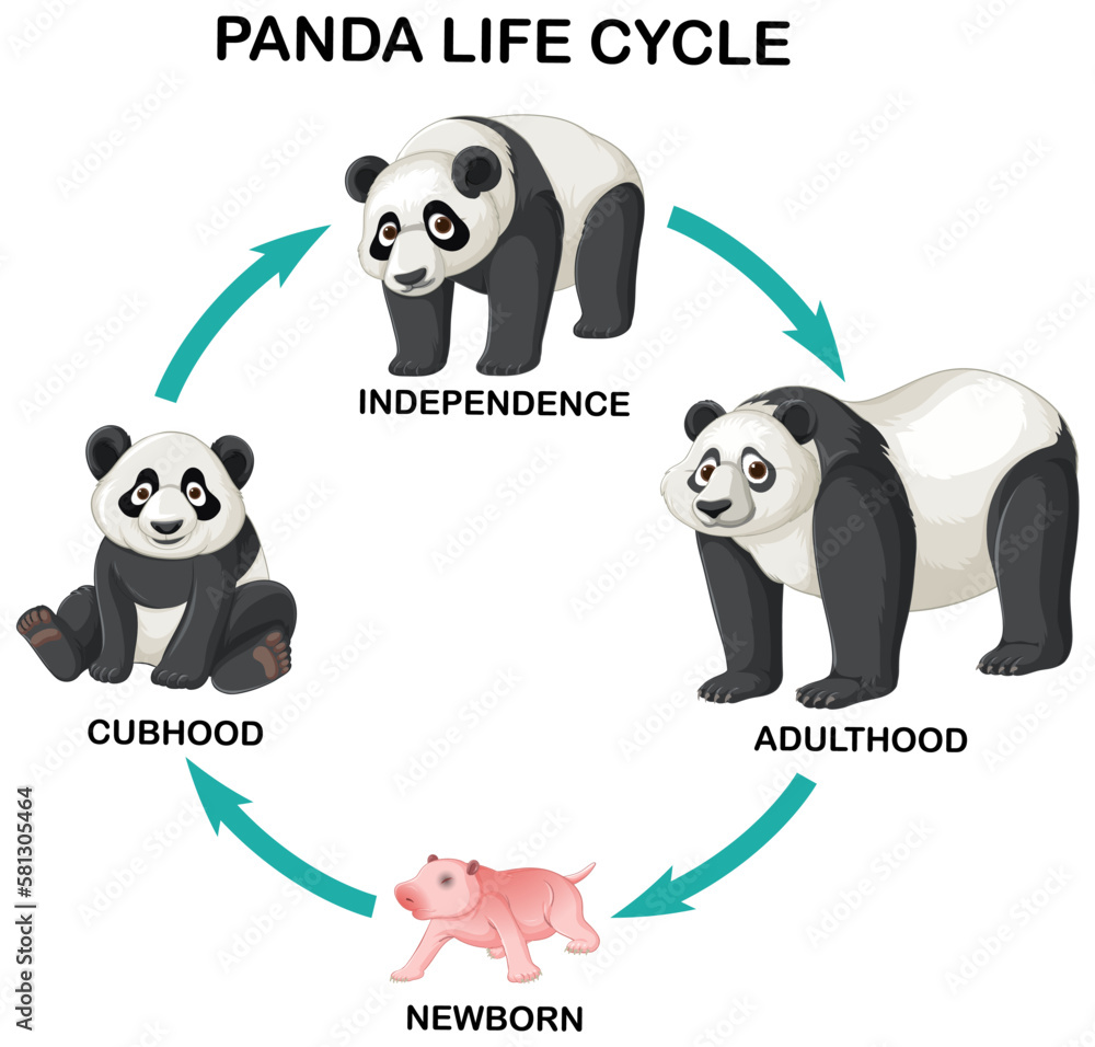 Panda life cycle infographic Stock Vector | Adobe Stock