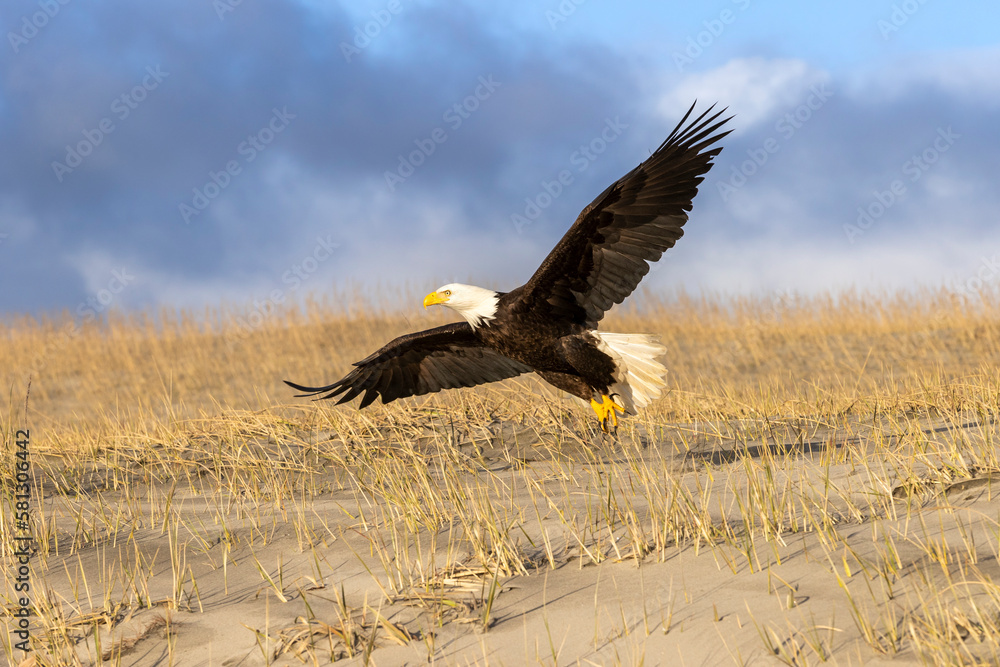 Bald eagle at the beach taking off from a sand dune Stock Photo | Adobe ...