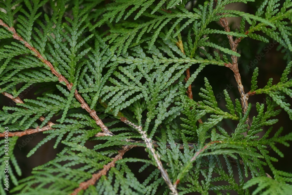 Thuja ( Thuja occidentalis ) leaves.Cupressaceae evergreen coniferous ...