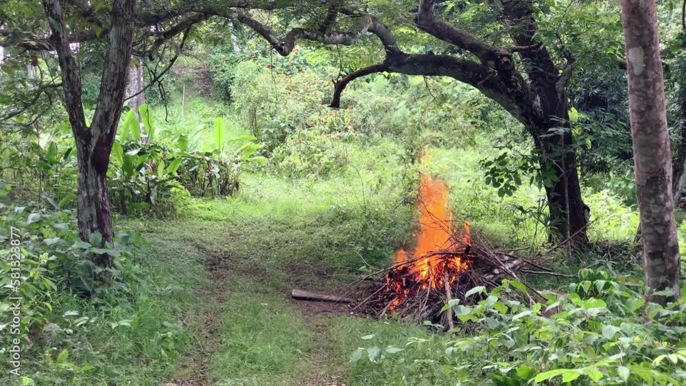 Controlled fire burning in a forest in the Caimito district, Panama ...
