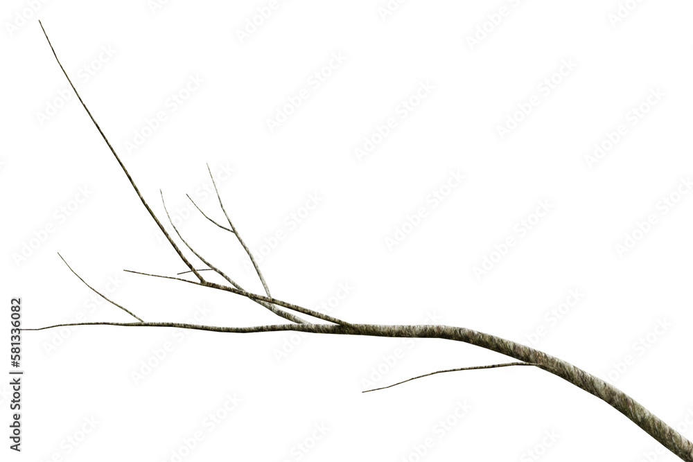 Tree dry branch isolated on transparent background, 3d render ...