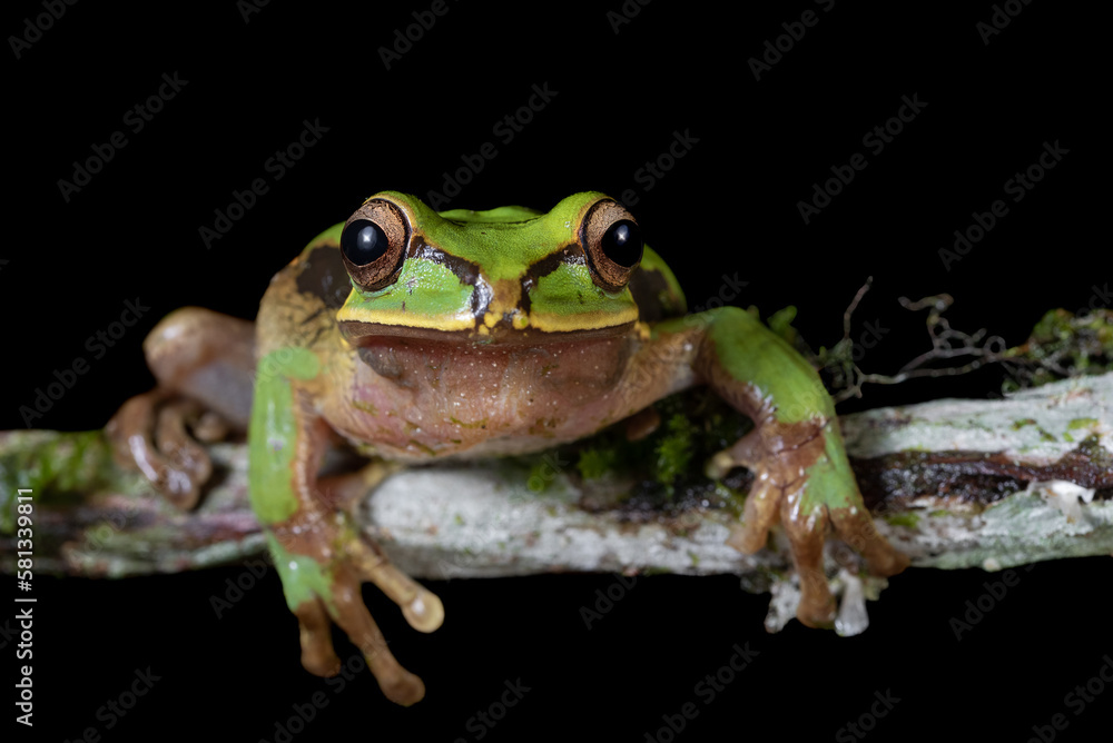 Masked tree frog (Smilisca phaeota) from Costa Rica Stock Photo | Adobe ...
