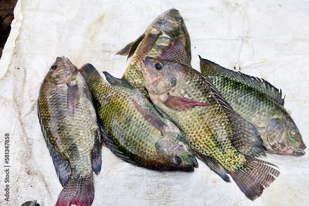 Freshwater tilapia fish is alive, tilapia fish Stock Photo | Adobe Stock