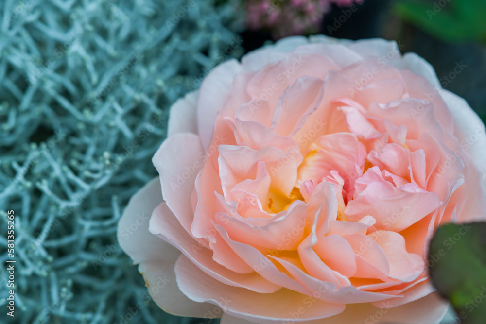 Champagne Pink Color Rose (Kordes) Flower bloom in backyard garden ...